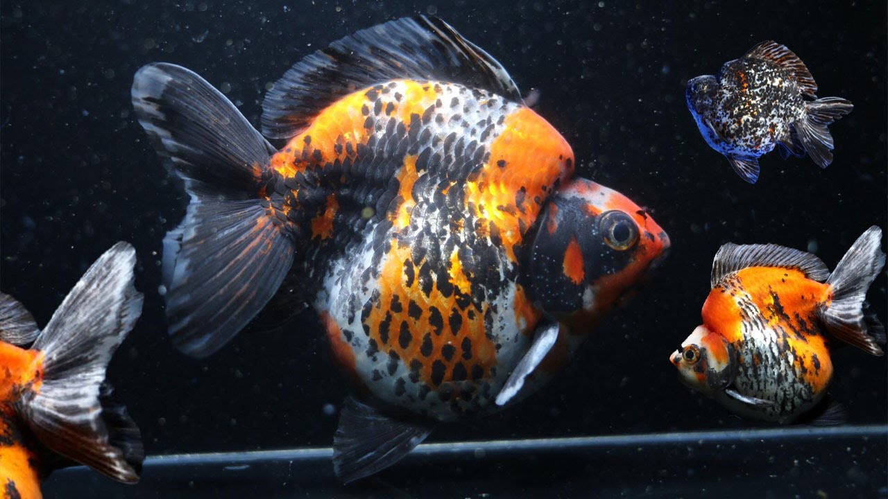 World of beauty goldfish - YouTube
