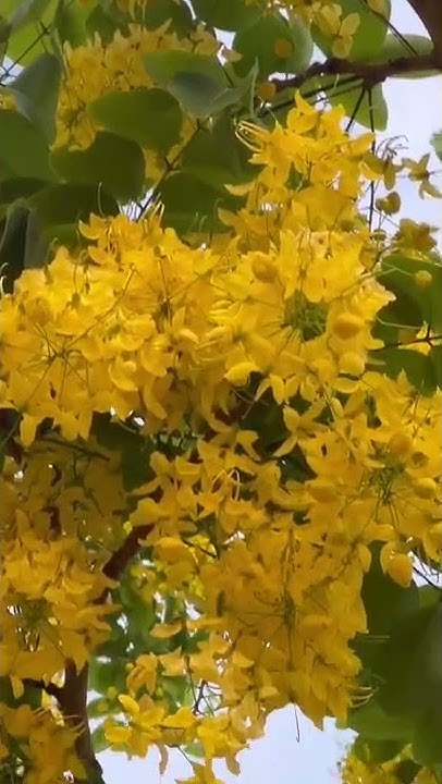 Kondrai Poo Charam - YouTube