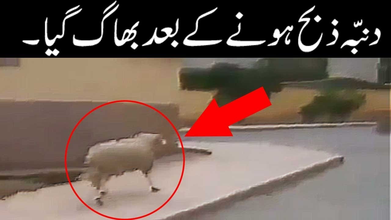 dhumbe ki qurbani | dhumba zibah hone k bad bhag gya| qurbani 2017 ...