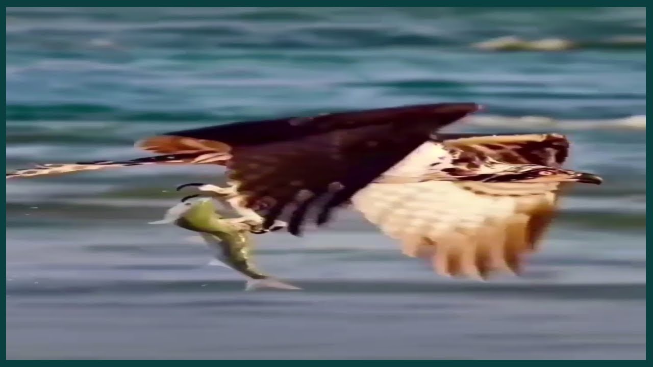 A bird of prey that catches salmon with an amazingly fast movement, the ...