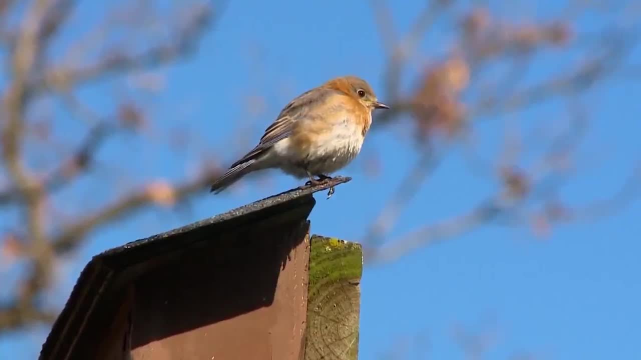 Cortney Kintzer's favorites: A perfect early spring day in Iowa - YouTube