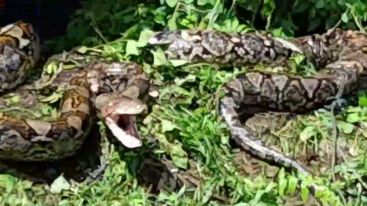 Ditemukan ular (Phyton Malayophyton Reticulatus) di Bekas Pabrik Gula ...