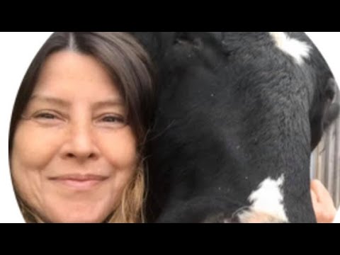 Animal Activist Arrested & Charged with Felony after Cows Wander Onto ...