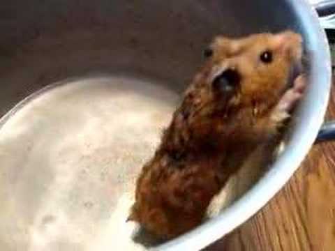 Hamster Soup - YouTube