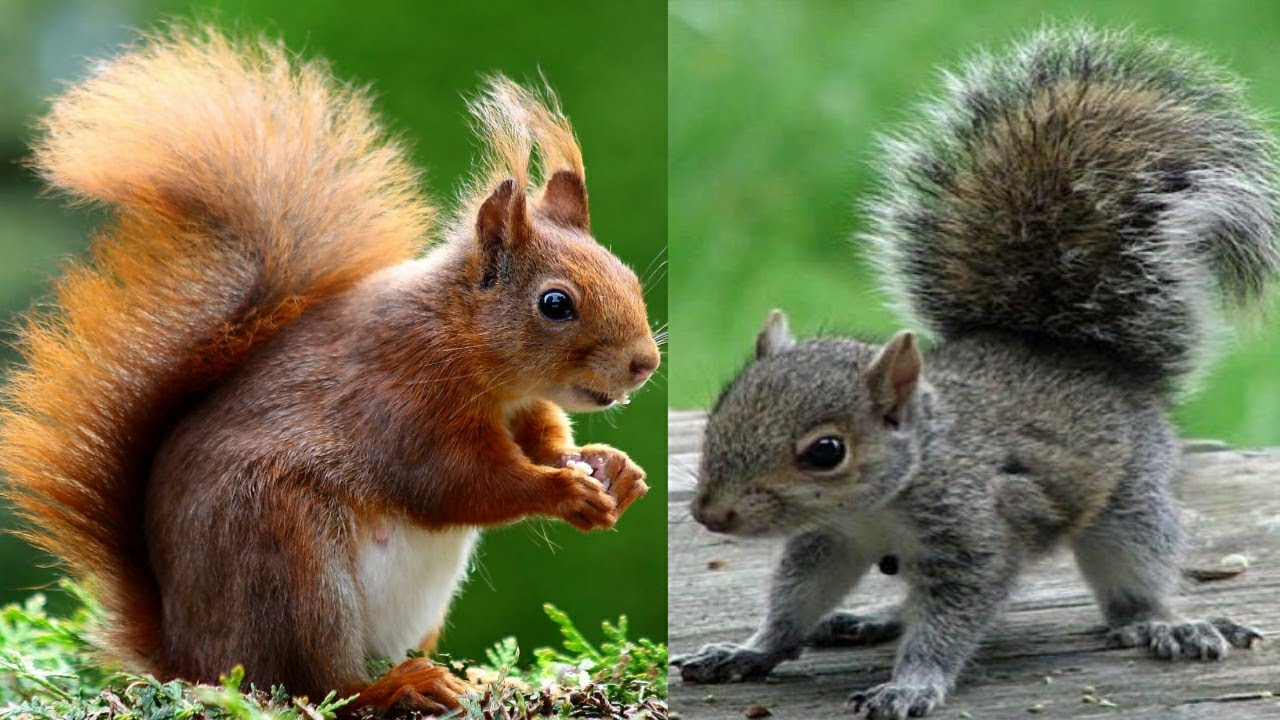 |Sweet baby squirrel video|Baby squirrel funny videos|Furry babies ...