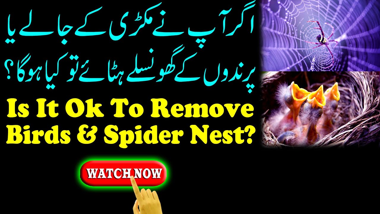 Makdi Ka Jala Hatane Ka Tarika | Parindo Ke Ghosla Ke Ahkam | Spider ...