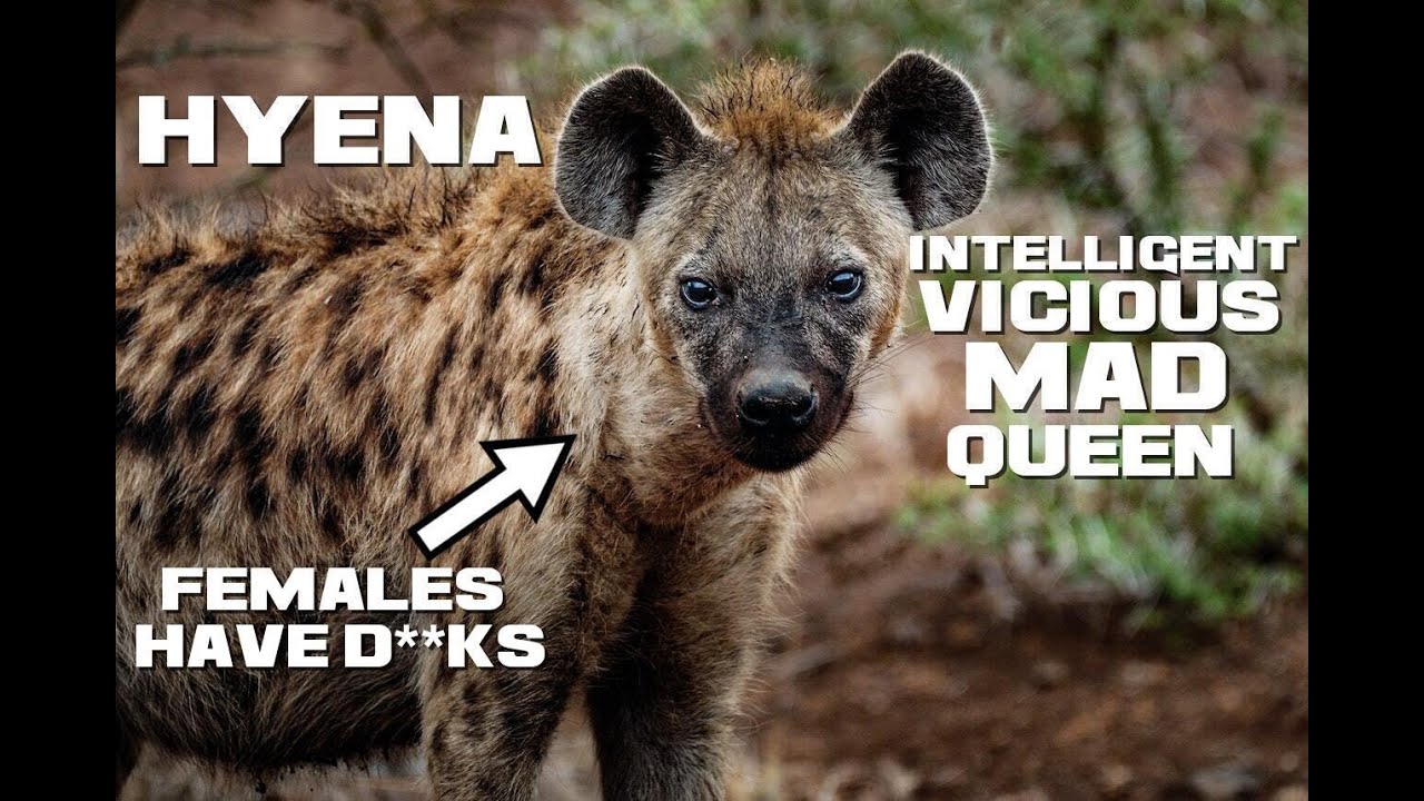 10 Hyena Facts - Intelligent, Vicious, Mad Queen - Animal a Day - YouTube