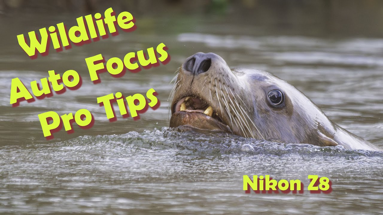 Nikon Z8 Wildlife Auto Focus Tips- Some great pro tips for AF settings ...