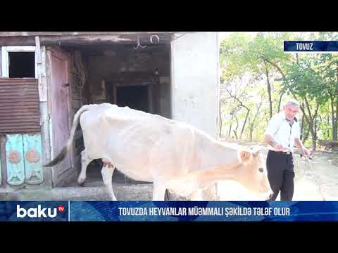 Tovuzda heyvanlar müəmmalı şəkildə tələf olur