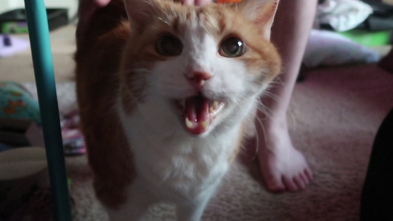 Cat Rapid Fire Meows - YouTube