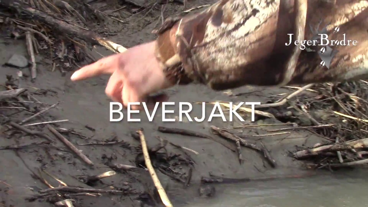 TEASER - Beverjakt med Jegerbrødre / Beaverhunt with Hermann Hunting ...
