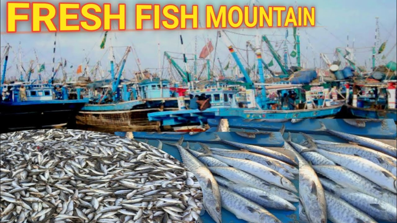 Biggest Fish Market In Karachi | Wholesale Fish Market | Karachi Fishry ...