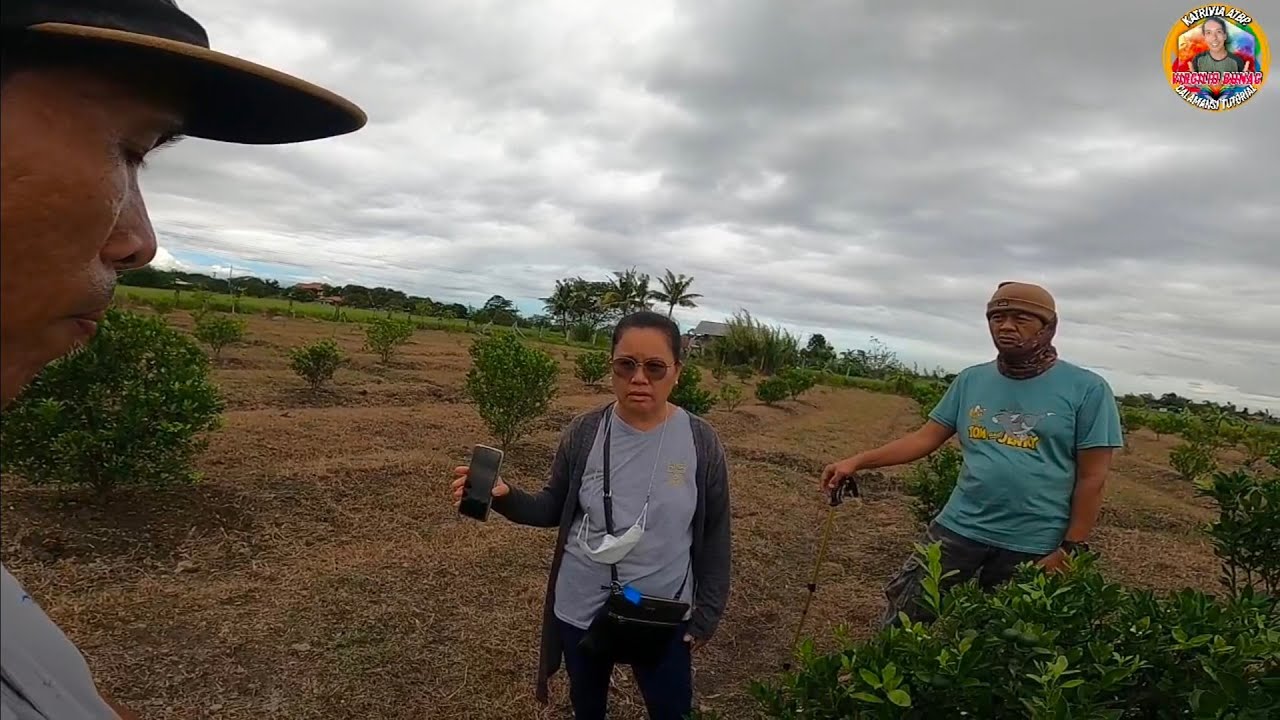 MALING TIMPLA PANG INSECTICIDE AT MALING PARAAN NG PAG SPRAY WALANG ...