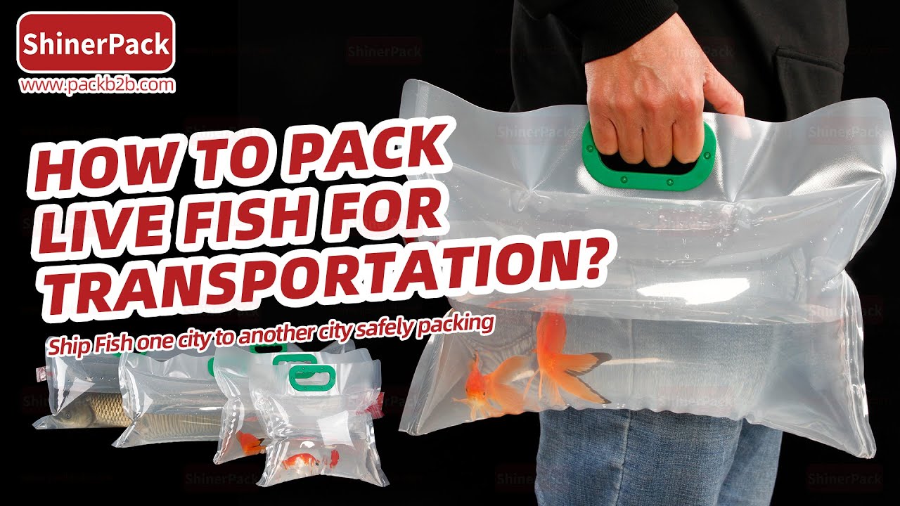 Eco-Friendly Oxygen Bags: How to Transport Fish Safely and Successfully ...