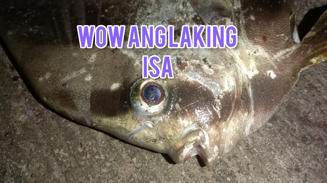 Big Fish Bayang - YouTube