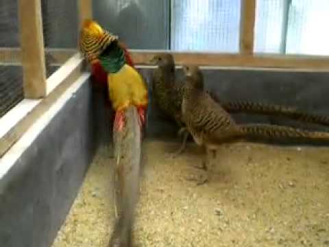 chim trĩ 7 màu - YouTube