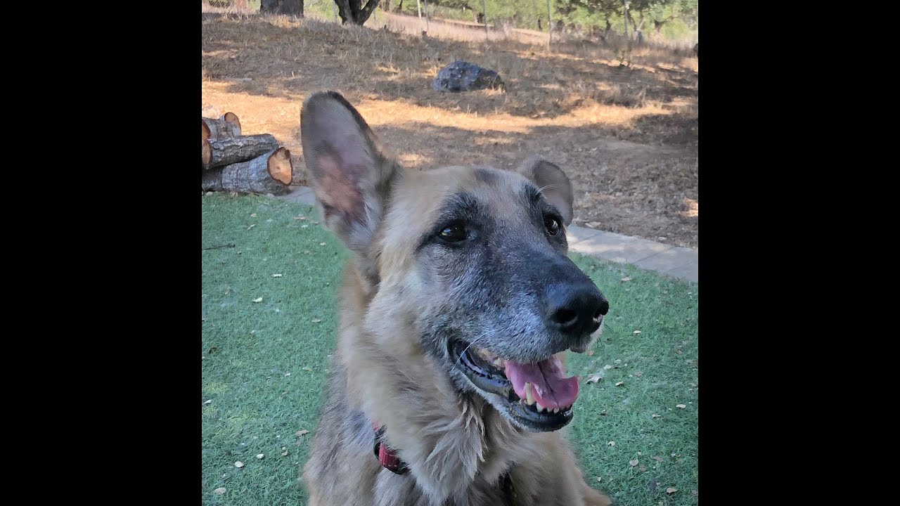 Thulani Senior German Shepherd Rescue is looking for a new home for ...