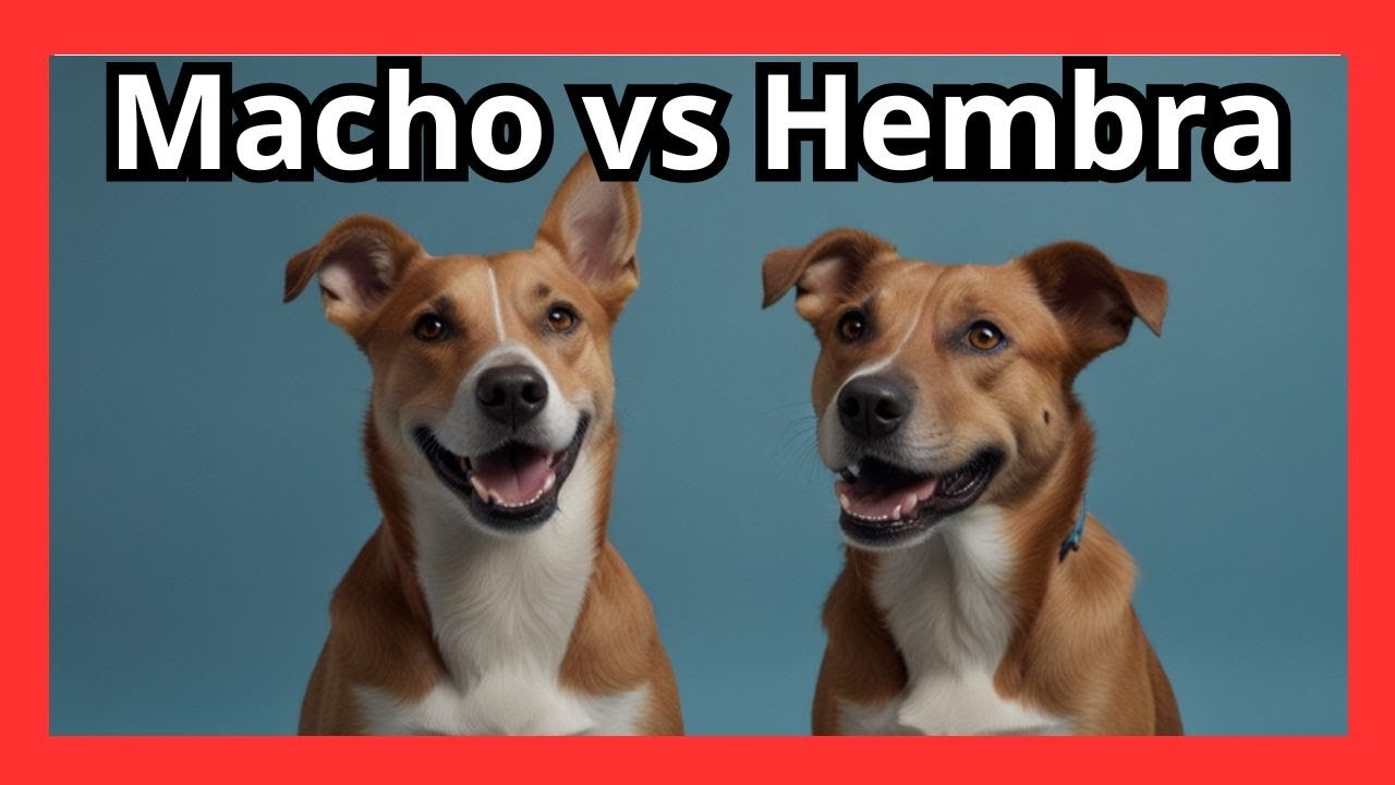 🔍 Descubre las 7 Diferencias Clave entre Perros Machos y Hembras 🐾 ...