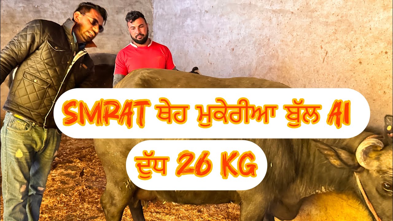 Smrat bull ਦੁੱਧ 26 kg - YouTube
