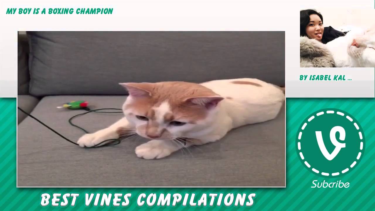 😏 Cat Vines ⤴ - April 9, 2016 🈯 Cat Reaction Compilation 💅 - YouTube