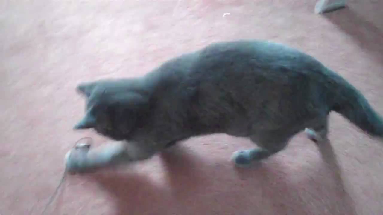 Felix the cat chases a string - YouTube