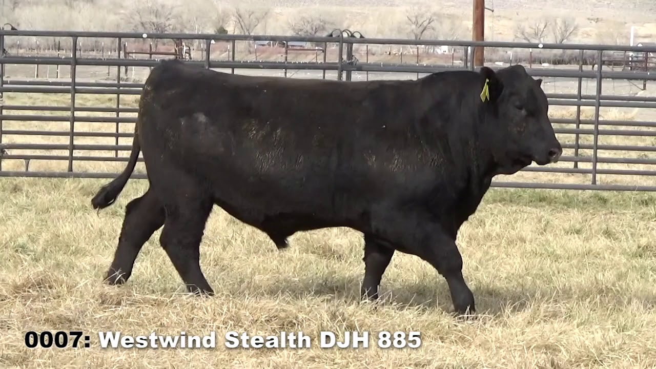 0007 Westwind Angus - YouTube
