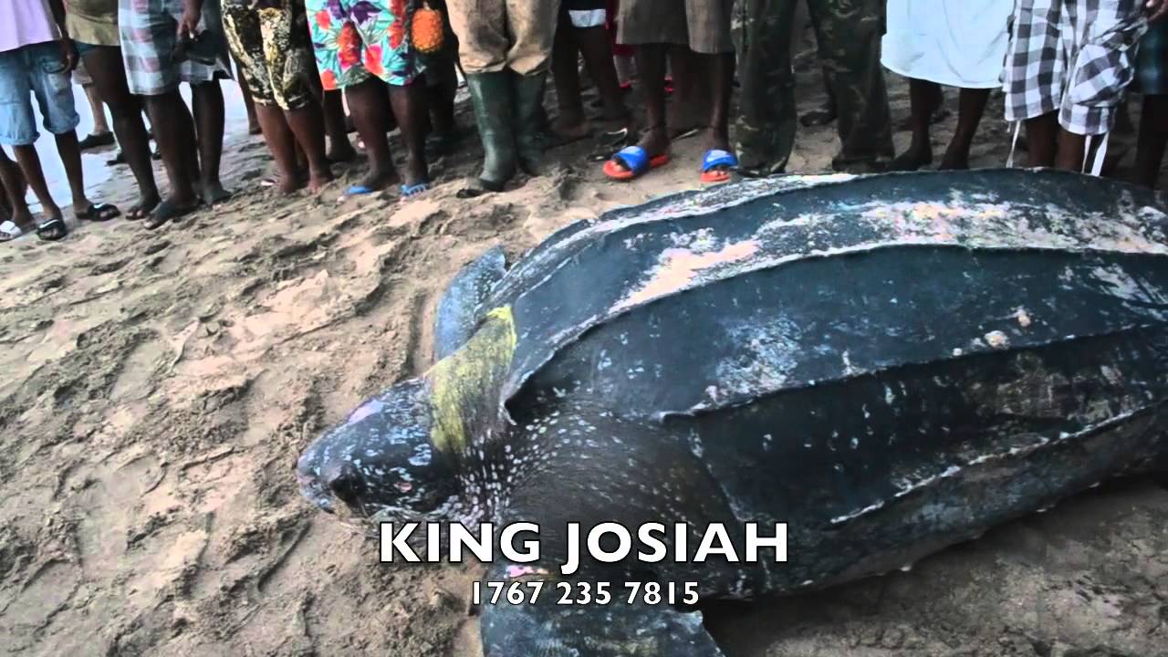 Leather Back Turtle on Woodfordhill Beach Dominica With King Josiah ...
