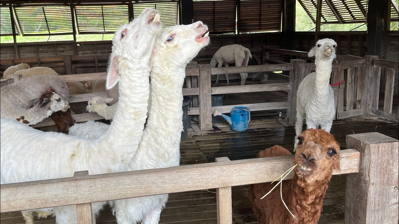 EP 63 Alpaca and sheep at Khao Yao’s Primo Piazza // 羊駝和綿羊 - YouTube