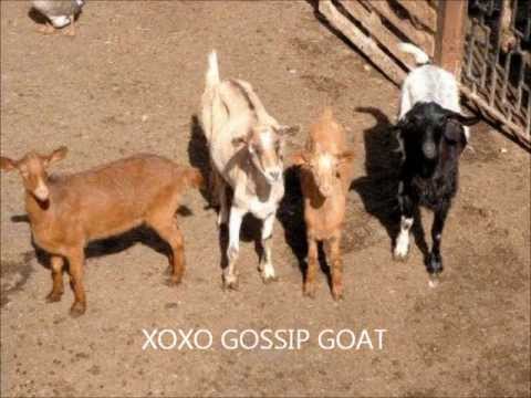 xoxo gossip goat.wmv - YouTube