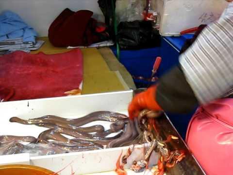Eels skinned alive - YouTube
