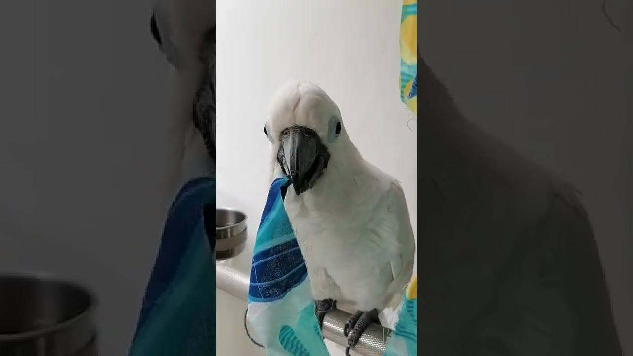 Cute Cockatoo Bird can Talk Chinese #shortvideo #bird #short - YouTube