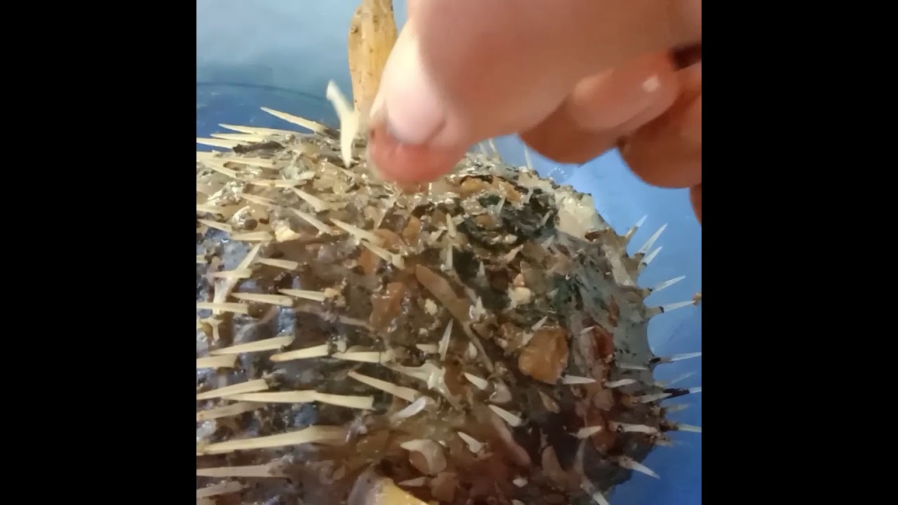 Paano magluto ng porcupine puffer fish or takjongan/ tagotongan. - YouTube