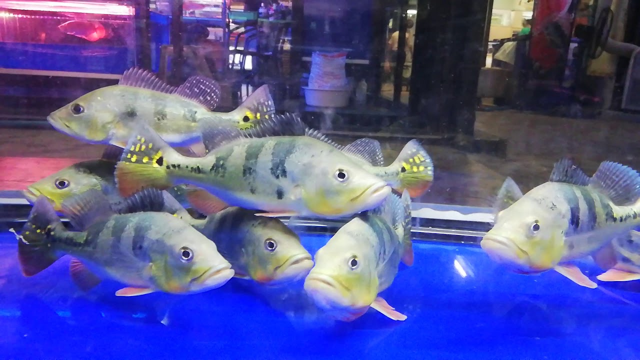 Mono peacockbass Cichlids - YouTube