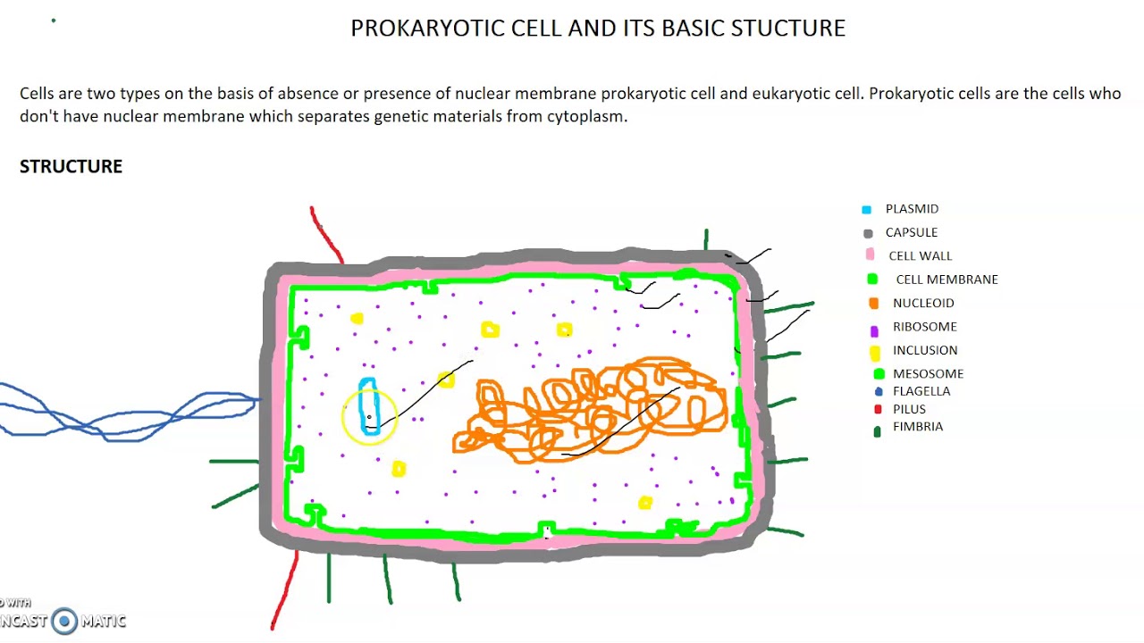 Prokaryotic Cell Structure