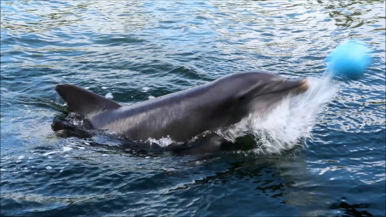 Florida Keys Dolphin Show - YouTube