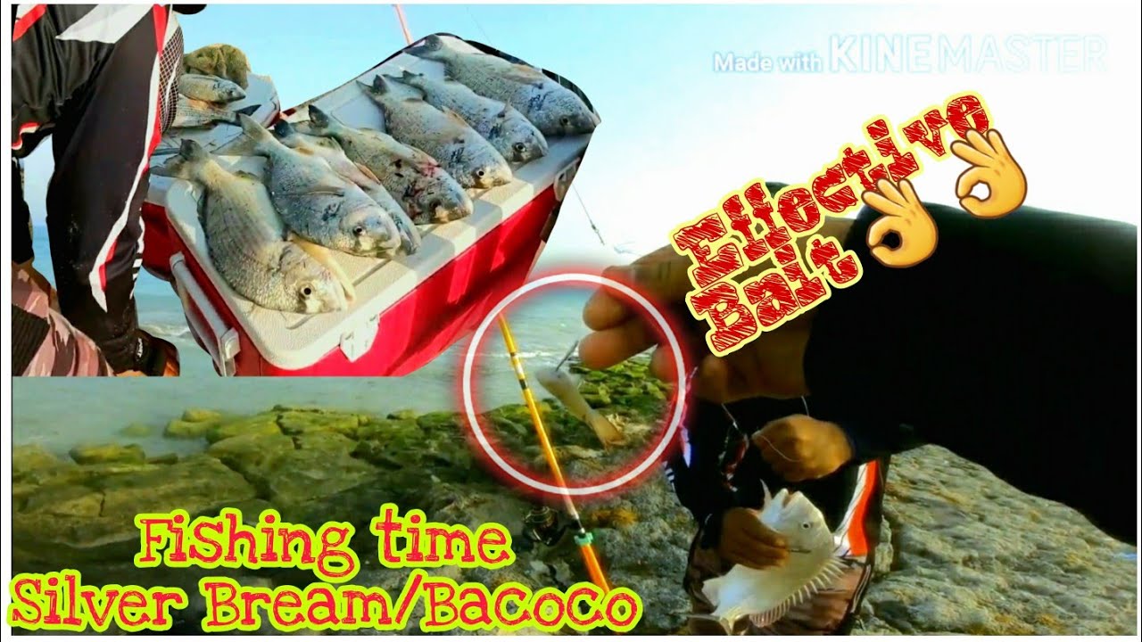 Fishing Use this Best bait for Bream | Bakoko | KSA - YouTube