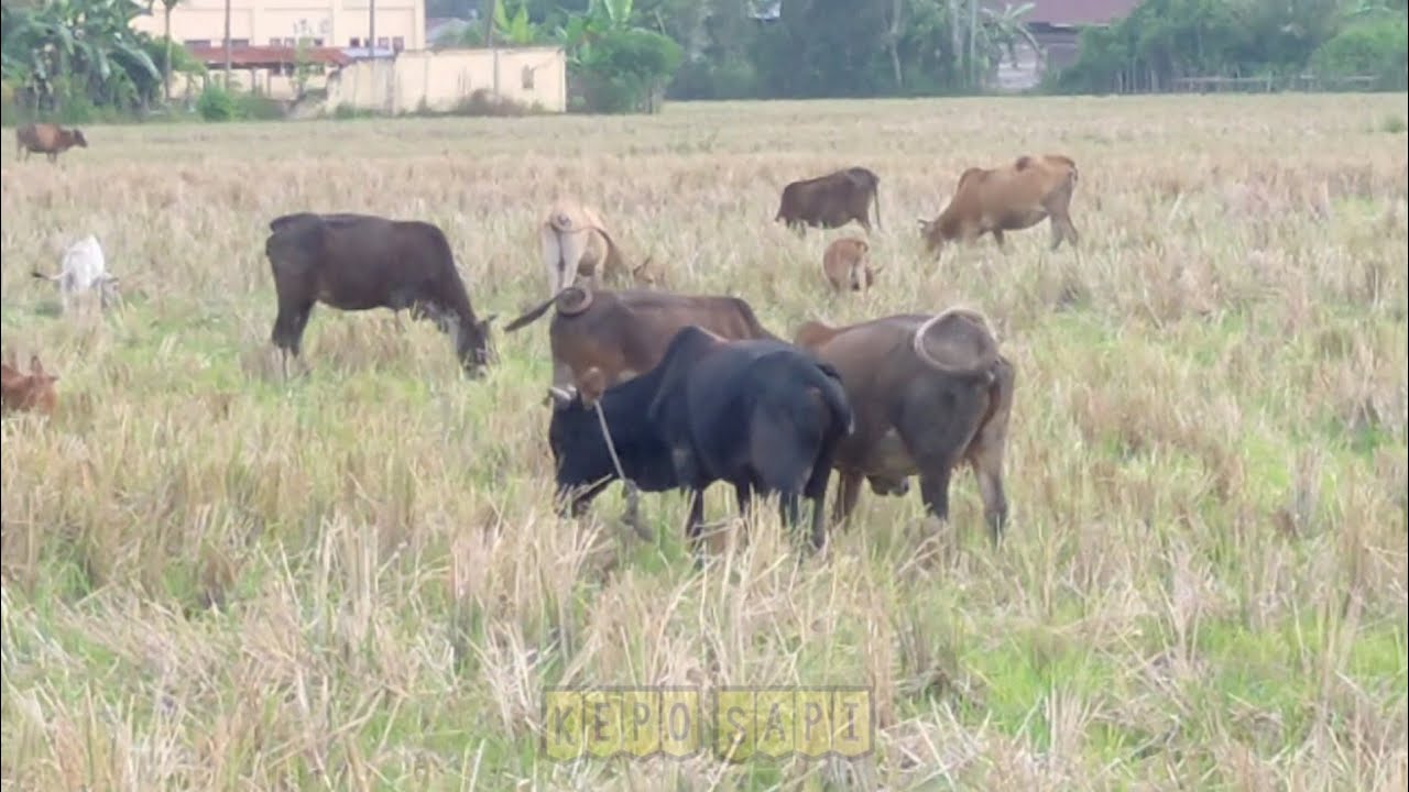 LEMBU SAPI LAGI MAKAN RUMPUT DI SAWAH YANG LUAS RAMAI RAMAI - YouTube