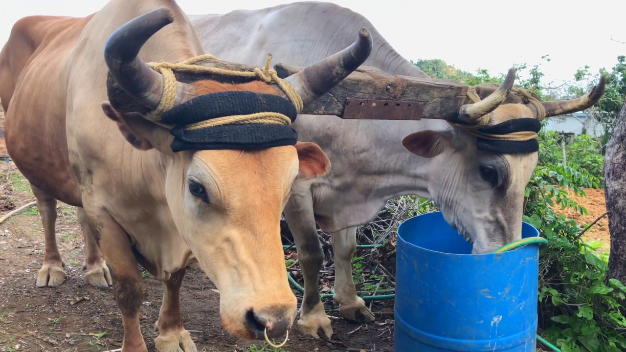 𝗘𝗻 𝗧𝗿𝘂𝗷𝗶𝗹𝗹𝗼 𝗔𝗹𝘁𝗼 𝘃𝗶𝘃𝗲 𝘆 𝗿𝗲𝗻𝗮𝗰𝗲 𝗹𝗮 𝗮𝗴𝗿𝗶𝗰𝘂𝗹𝘁𝘂𝗿𝗮 🌱 | Bueyes - YouTube