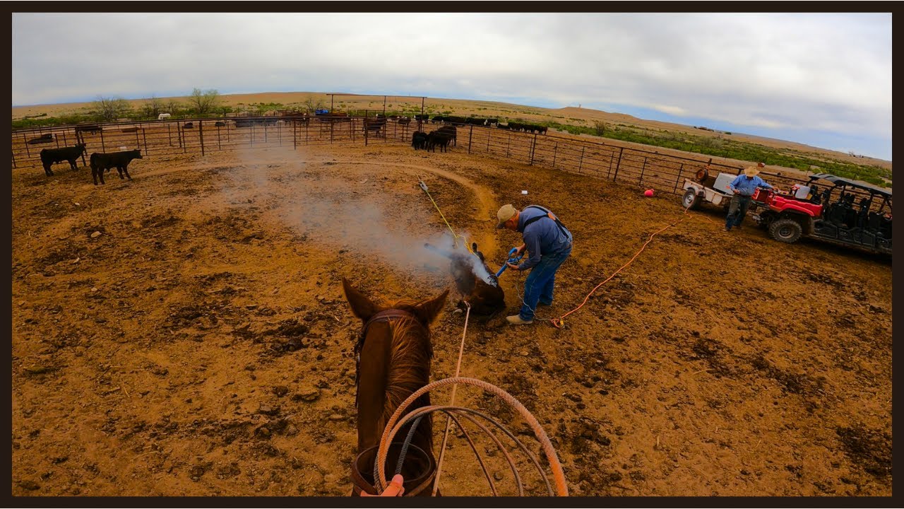 A Day In The Life: Branding Calves On Broken Spur Ranch - YouTube