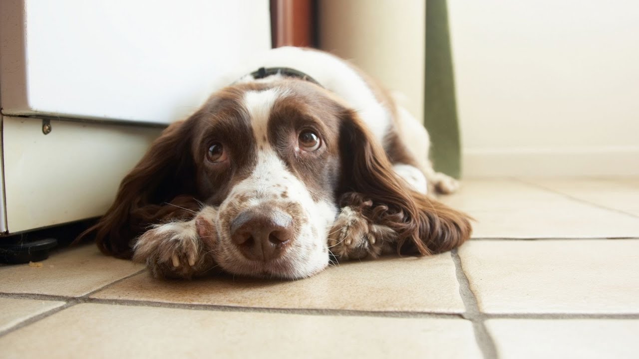 The Role of English Springer Spaniels in Search and Rescue Missions ...