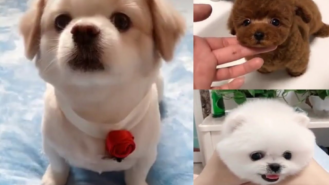 Cute Funny & Smart Pets - YouTube