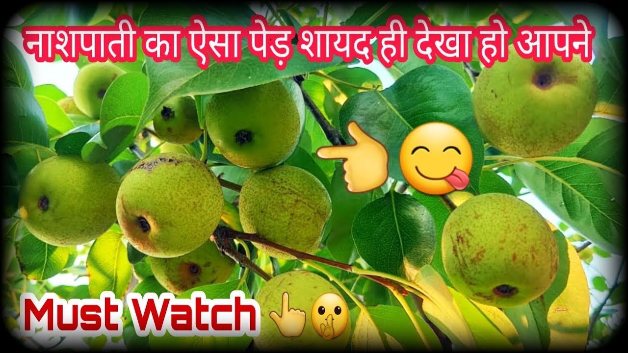 नाशपाती की खेती ऐसे करें Naspati_Garden - YouTube