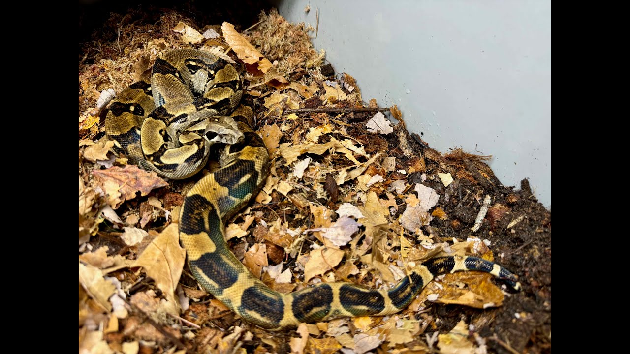 Custom Blended Living Substrates for Your Boas: How, Why, and When ...