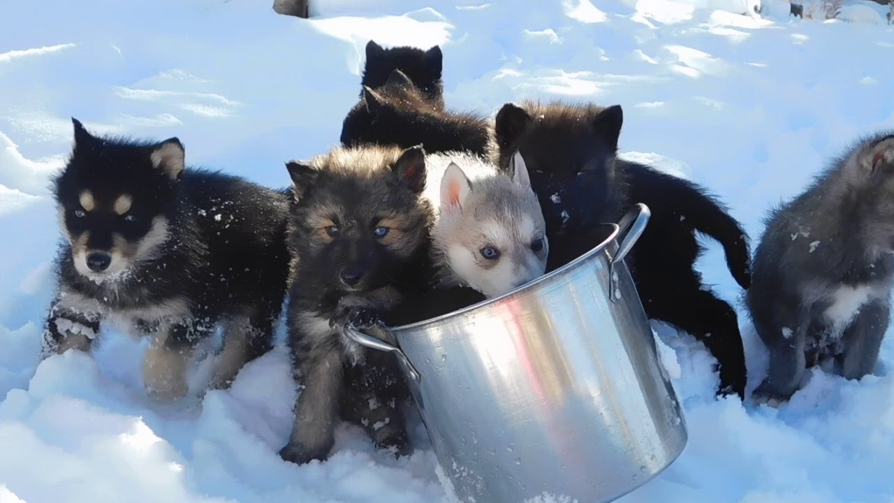 Gorgeous Wolf Dog Pups first time in snow. - YouTube