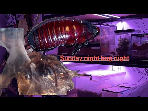 Sunday night bug night - YouTube