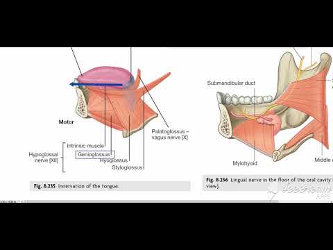 Tongue muscles & Innervation - YouTube