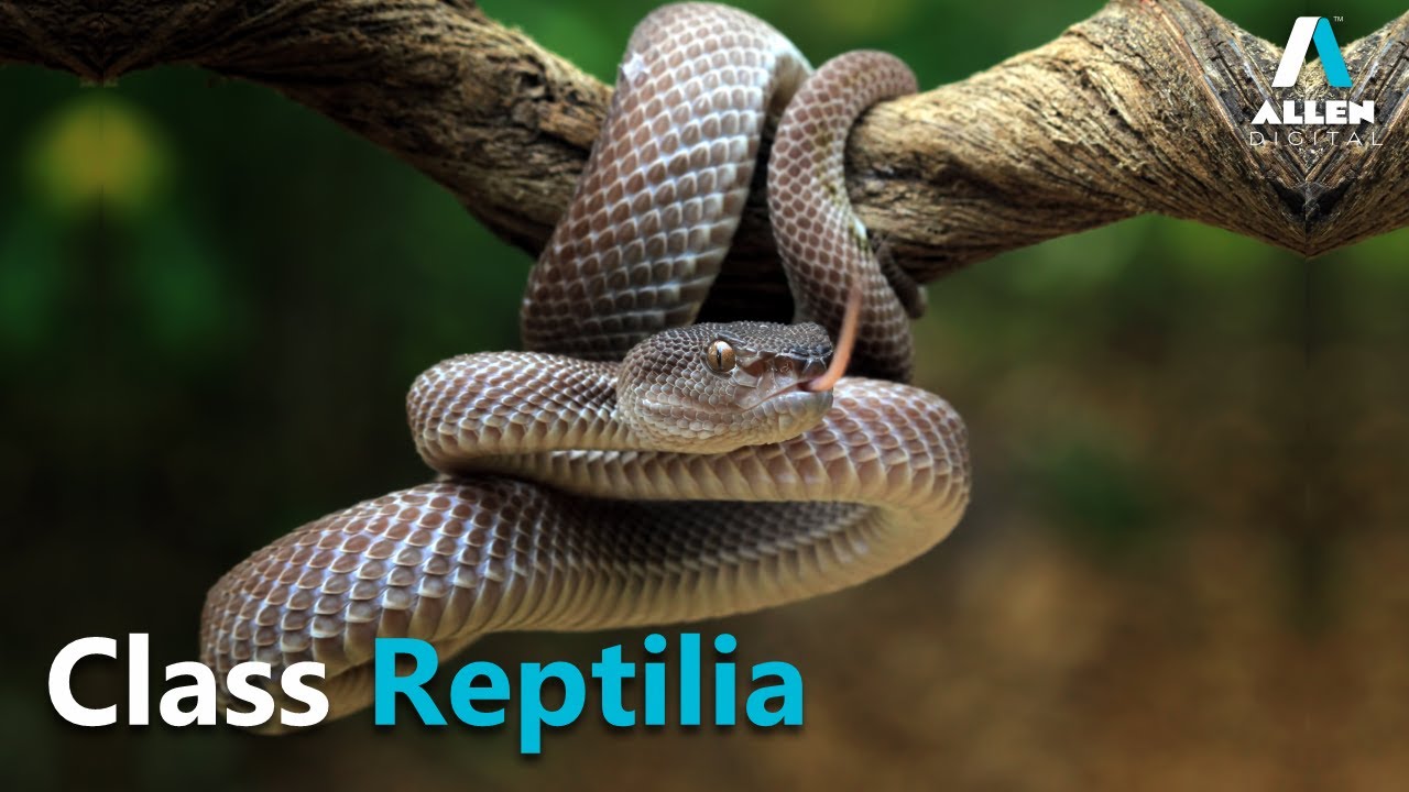 Class Reptilia | Animal Kingdom | Biology | Allen Digital - YouTube