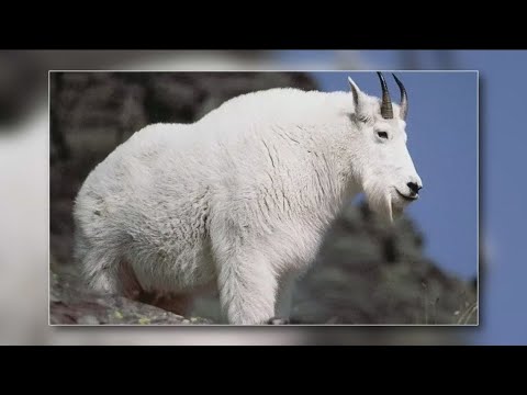 Baaaad news, aggressive goats not kidding around on Oregon river - YouTube