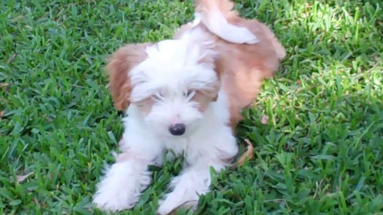 Play time again for the TT babies - YouTube