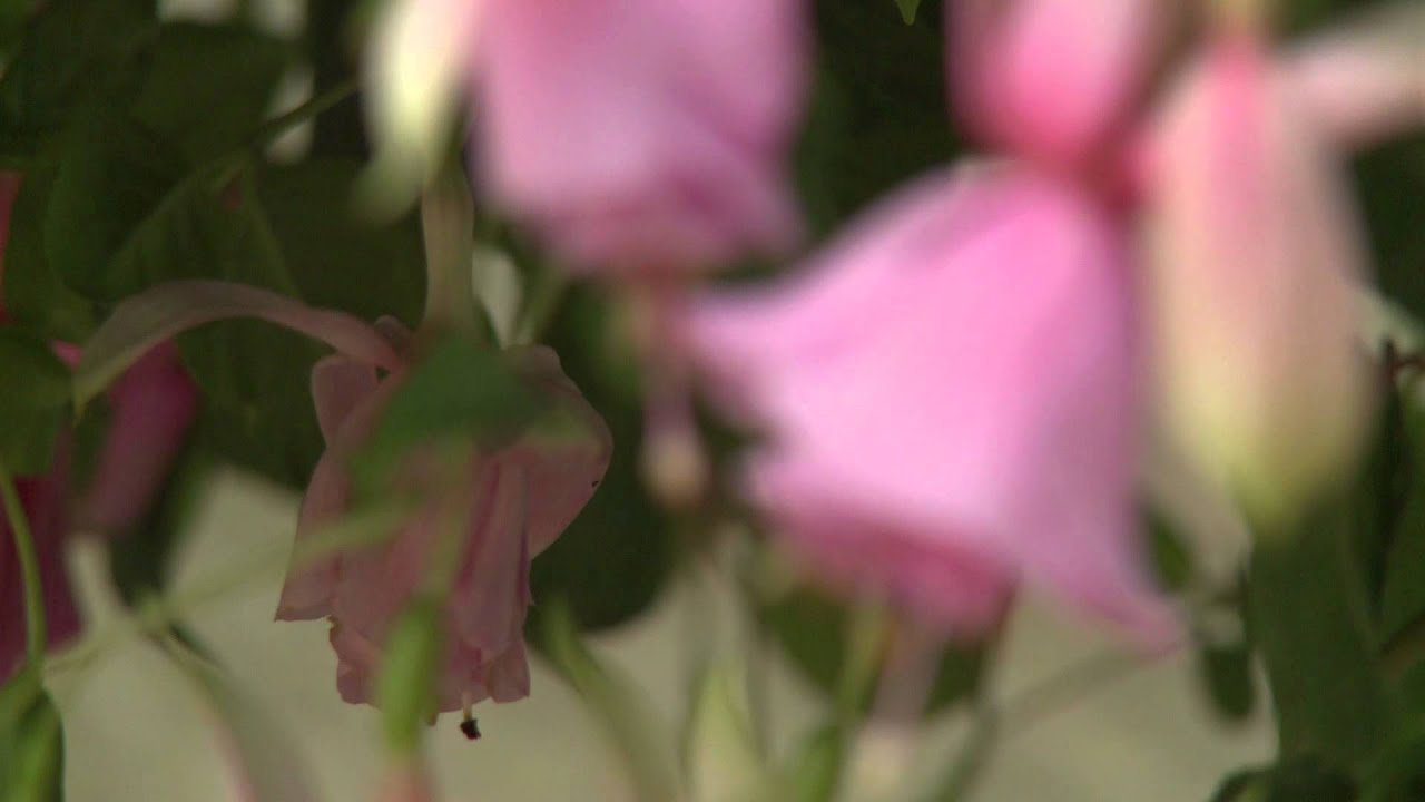 Fuchsia Pink Elephant - YouTube